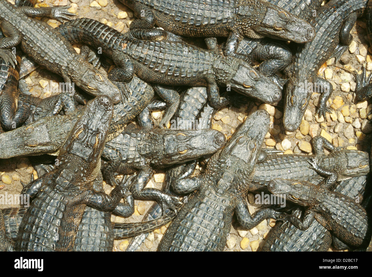 American alligators nature animals reptiles landscape color hi-res ...