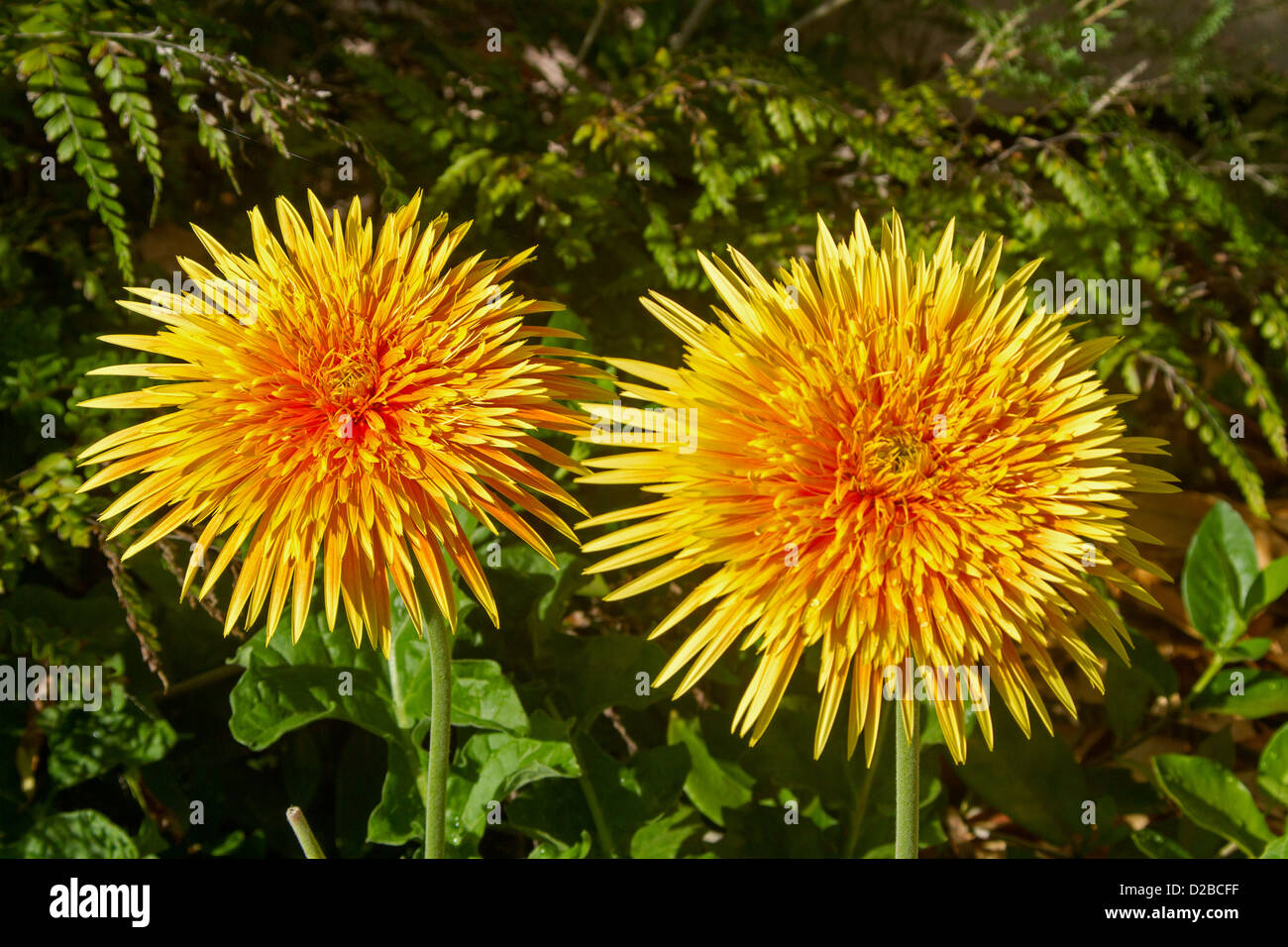 Two brilliant orange / yellow double gerbera flowers - Gerbera bauerii ...