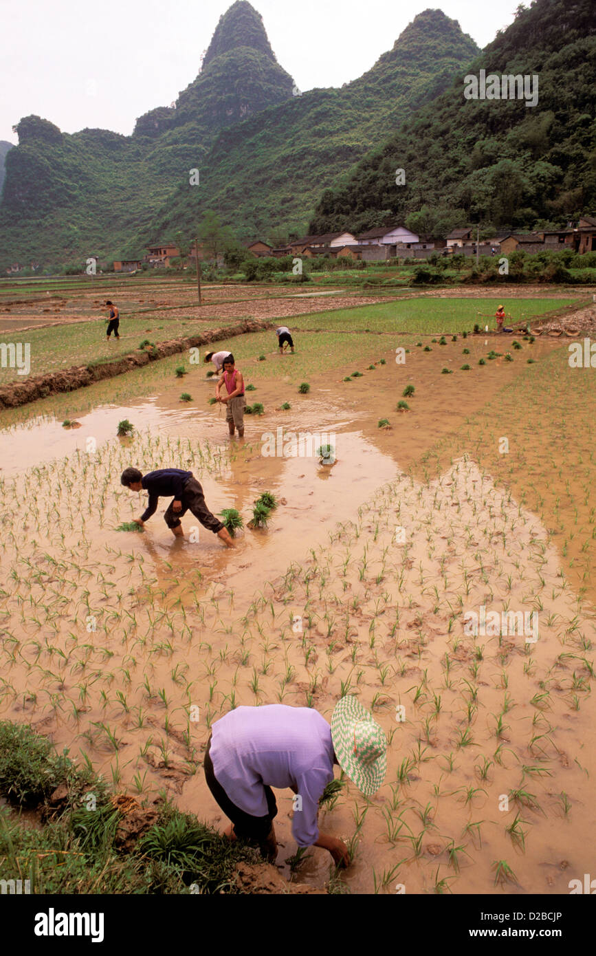 China rice paddy workers hi-res stock photography and images - Alamy
