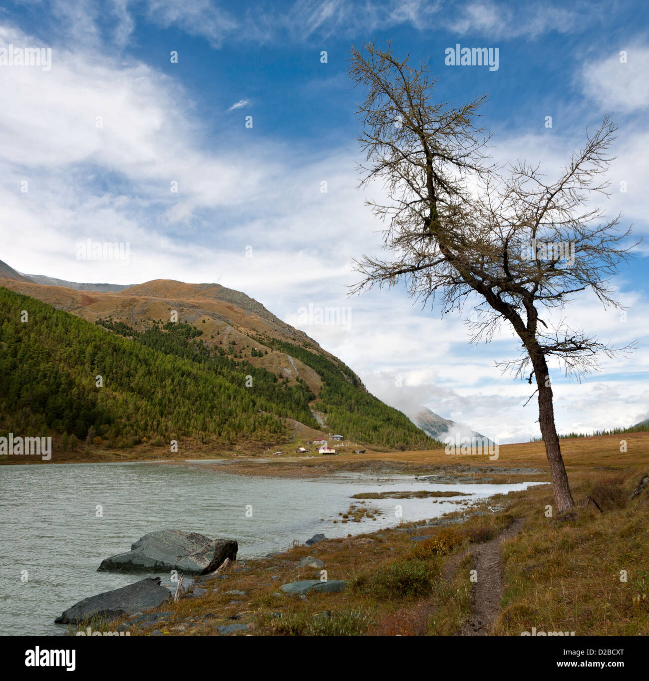 Tree at the Akkem river bank, Altai, Russia Stock Photo - Alamy