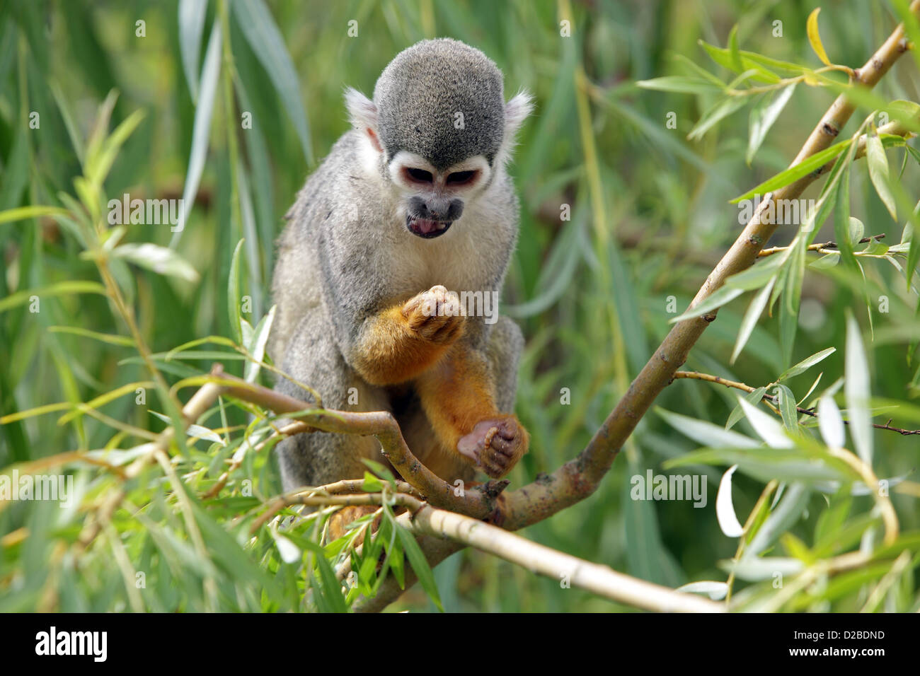 Totenkopfaeffchen hi-res stock photography and images - Alamy