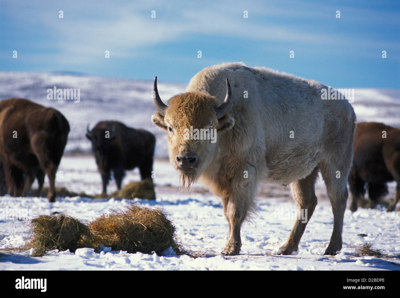 The white buffalo hi-res stock photography and images - Alamy