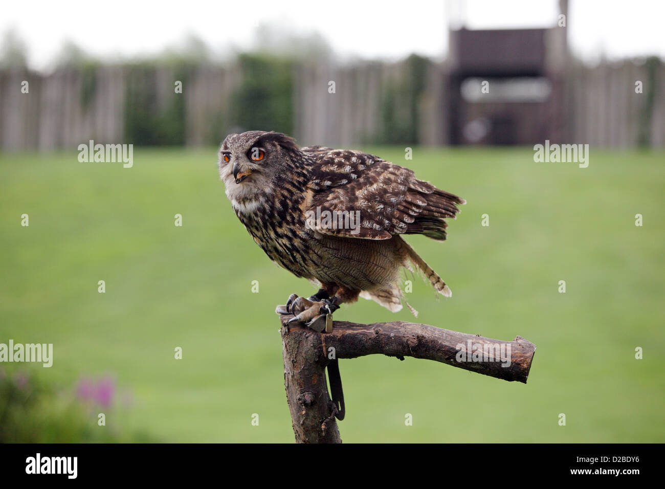 Marlow, Germany, Uhu Stock Photo - Alamy