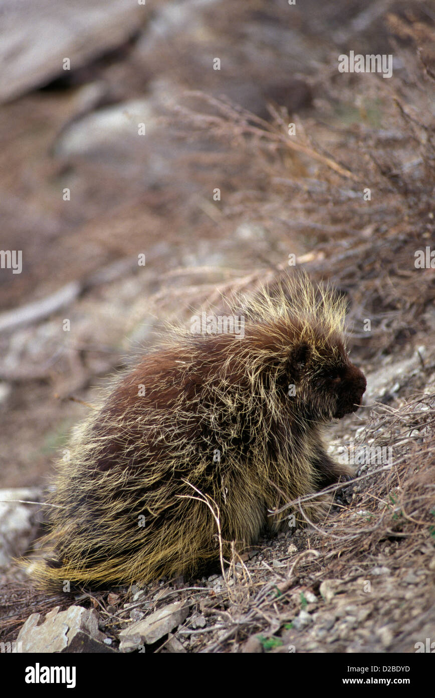 Small mammals of colorado hi-res stock photography and images - Alamy