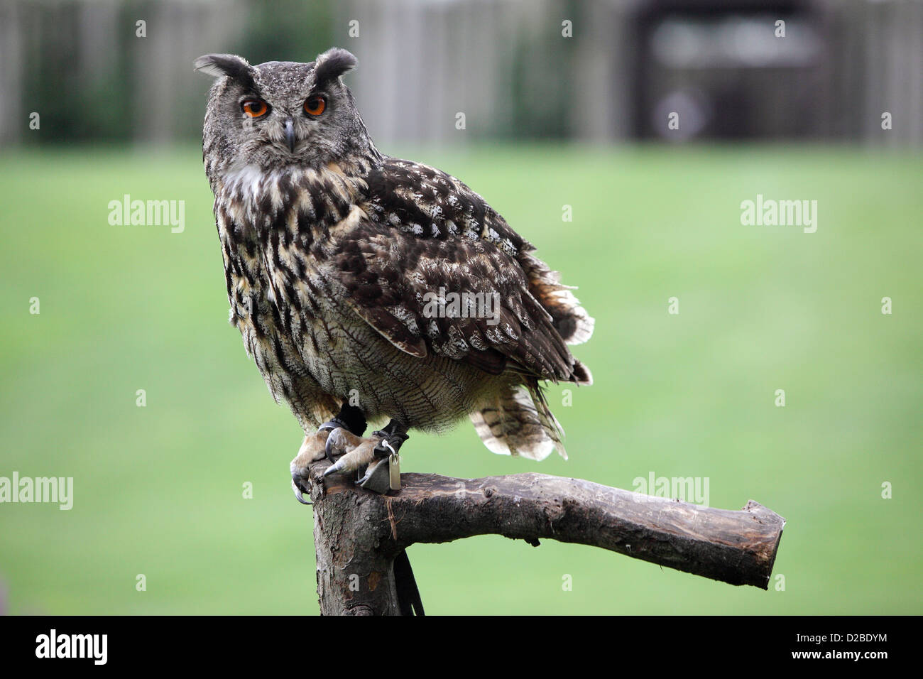 Marlow, Germany, Uhu Stock Photo - Alamy