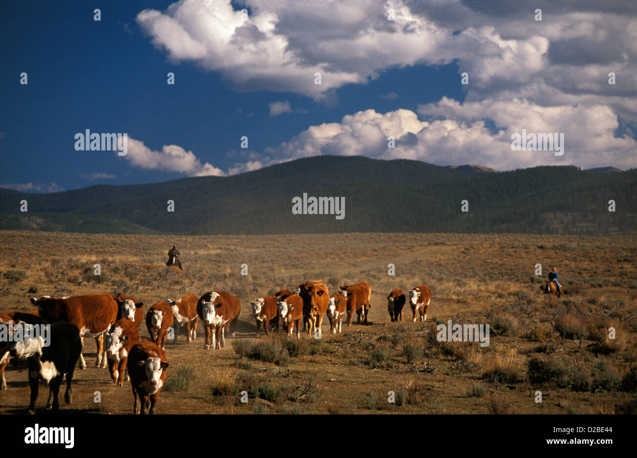 Colorado ranchers hi-res stock photography and images - Alamy