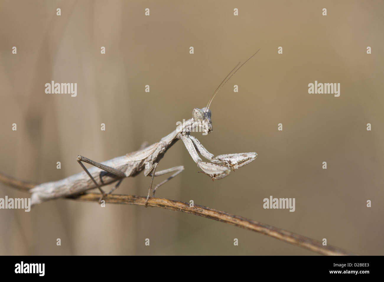 Hidden mantis on a branch Stock Photo - Alamy