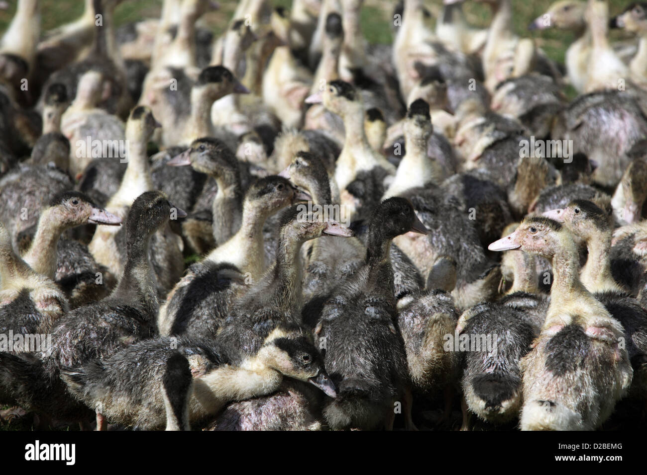 Pomeranian ducks prangen village hi-res stock photography and images ...