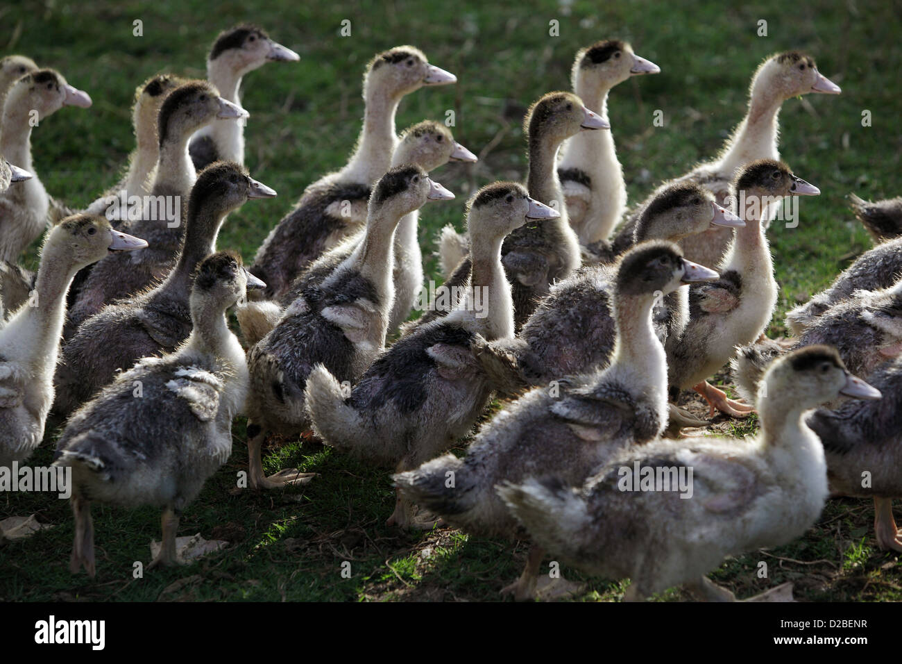 Resplendent village, Germany, Pomerania young ducks Stock Photo - Alamy