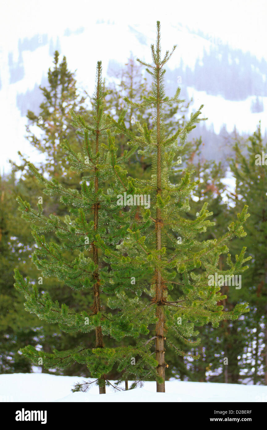 Two Evergreen Trees. Crested Butte, Colorado Stock Photo - Alamy