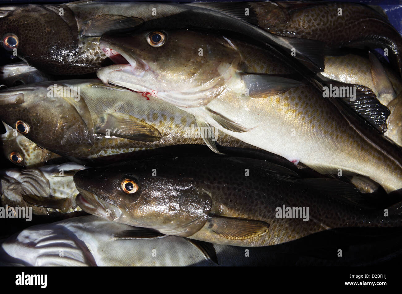 Cod Eyes High Resolution Stock Photography and Images - Alamy