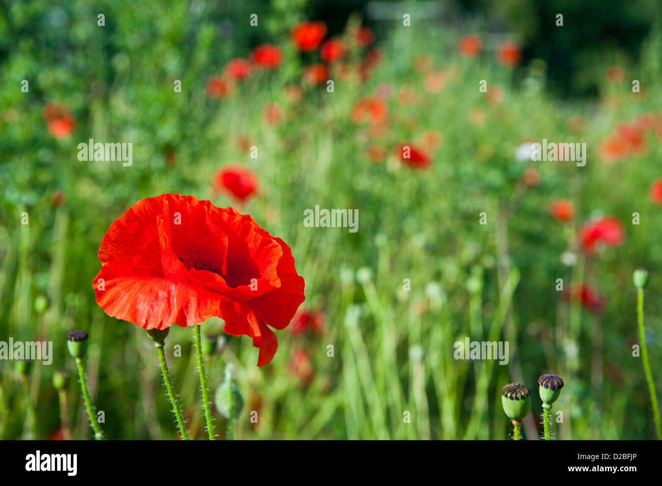 Single red open poppy Stock Photo - Alamy