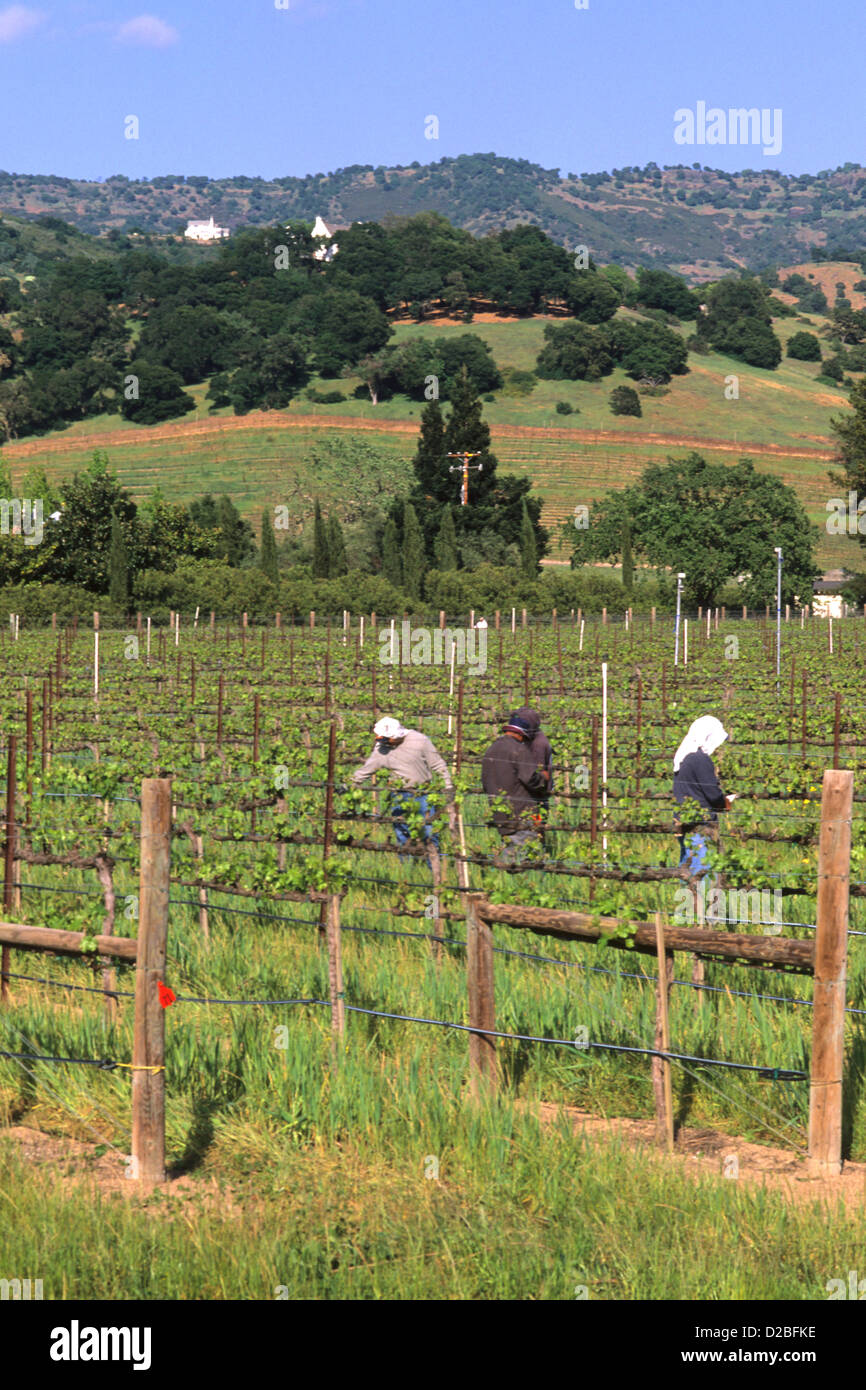 California, Mexican Laborers At Vineyard Stock Photo - Alamy