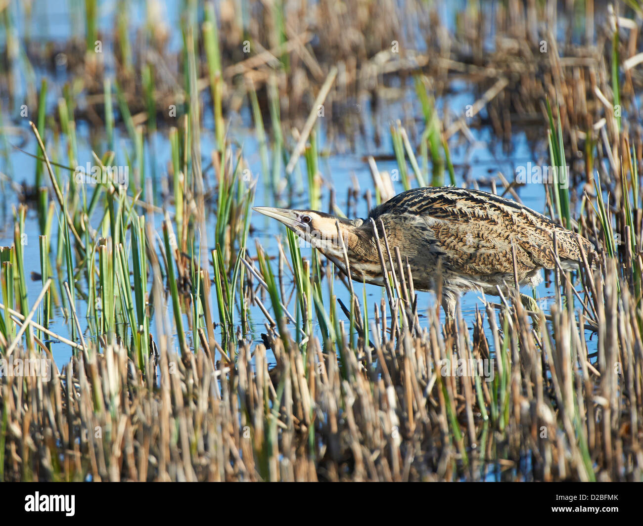 Bittern feeding in reedbed Stock Photo - Alamy