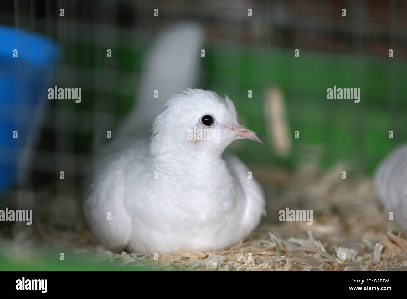 Pigeon columbidae white dove hi-res stock photography and images - Alamy