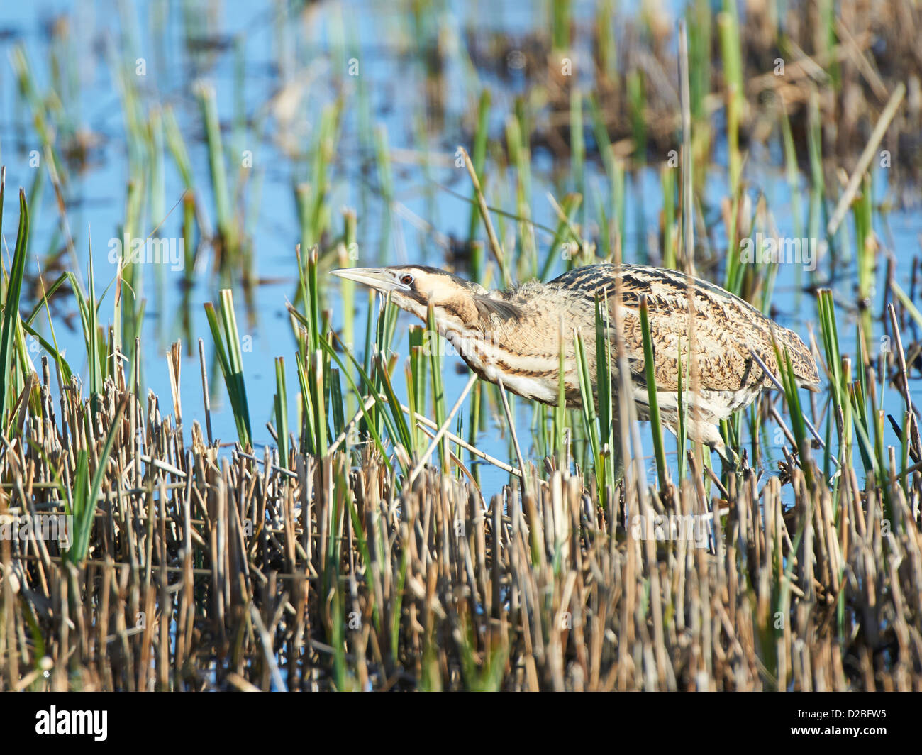 Bittern calling hi-res stock photography and images - Alamy