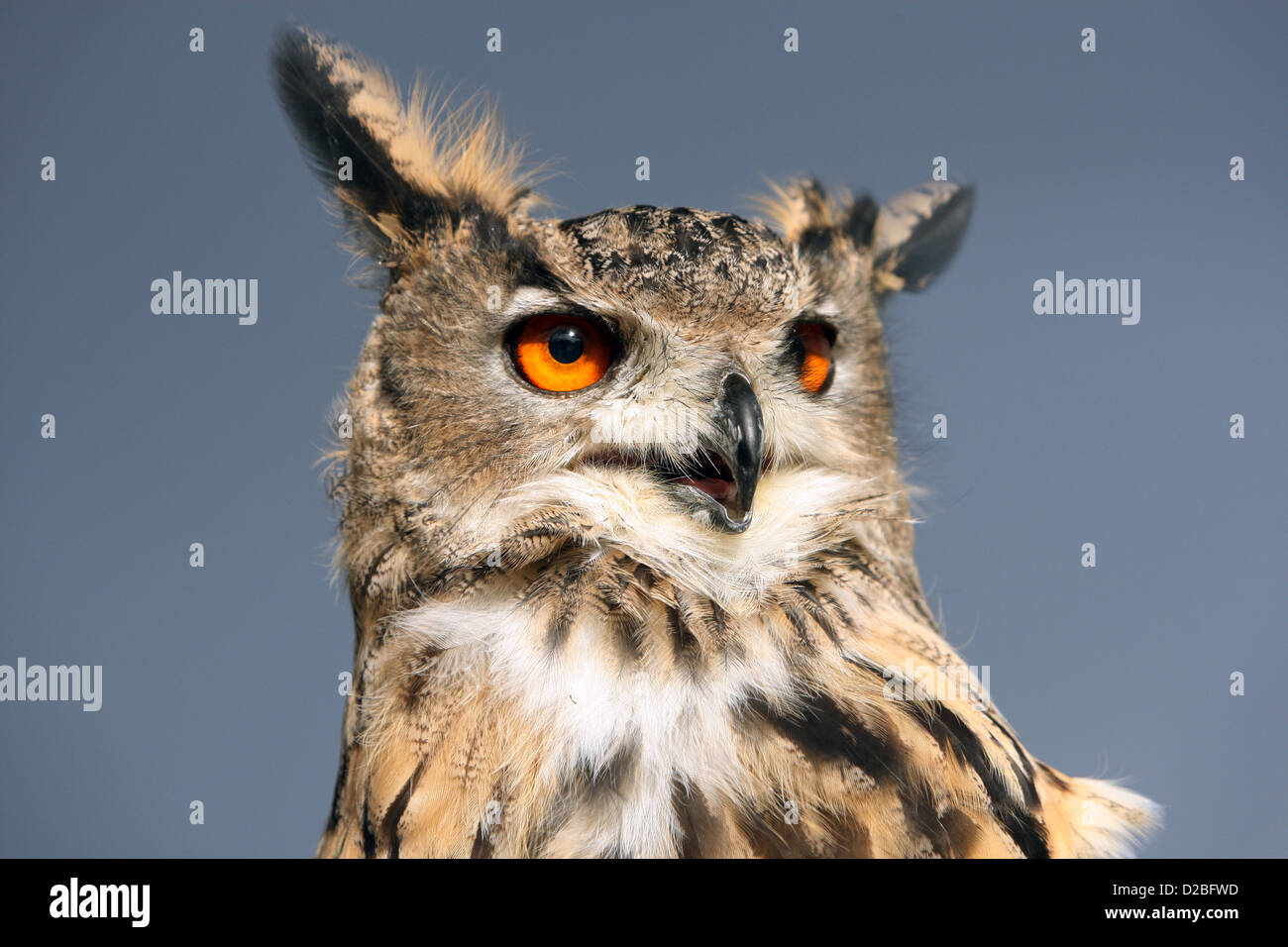 Hannover, Germany, in the owl portrait Stock Photo - Alamy