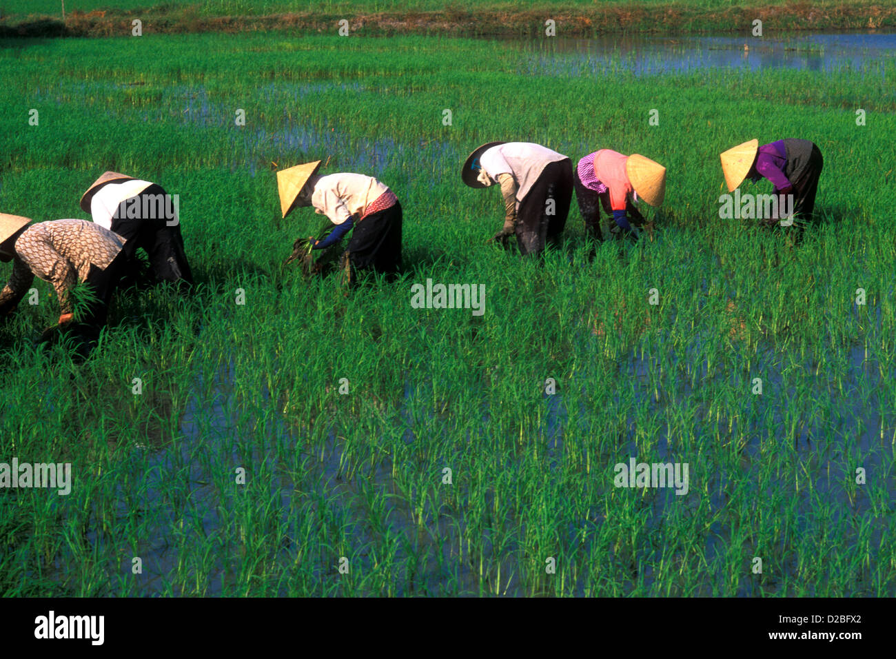 Vietnam, Mekong Delta. Women In Rice Field Stock Photo - Alamy