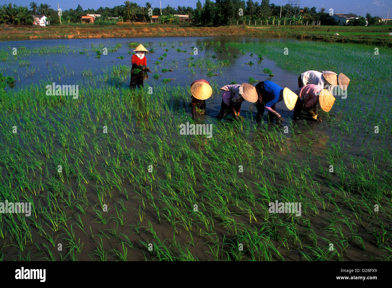 Vietnam, Mekong Delta. Women In Rice Field Stock Photo - Alamy