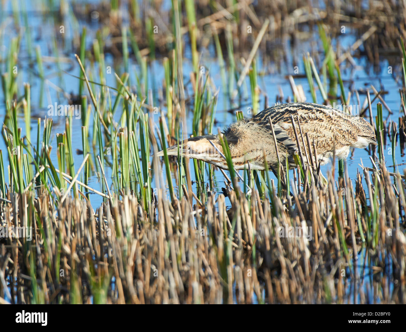 Bittern feeding in reedbed Stock Photo - Alamy