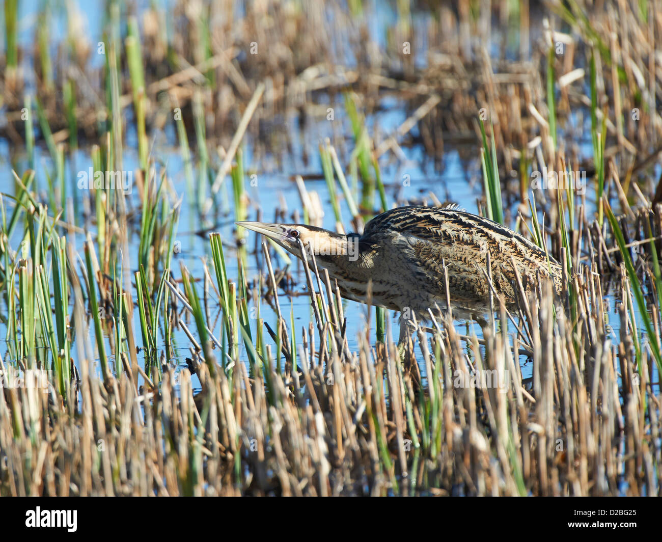 Bittern feeding in reedbed Stock Photo - Alamy