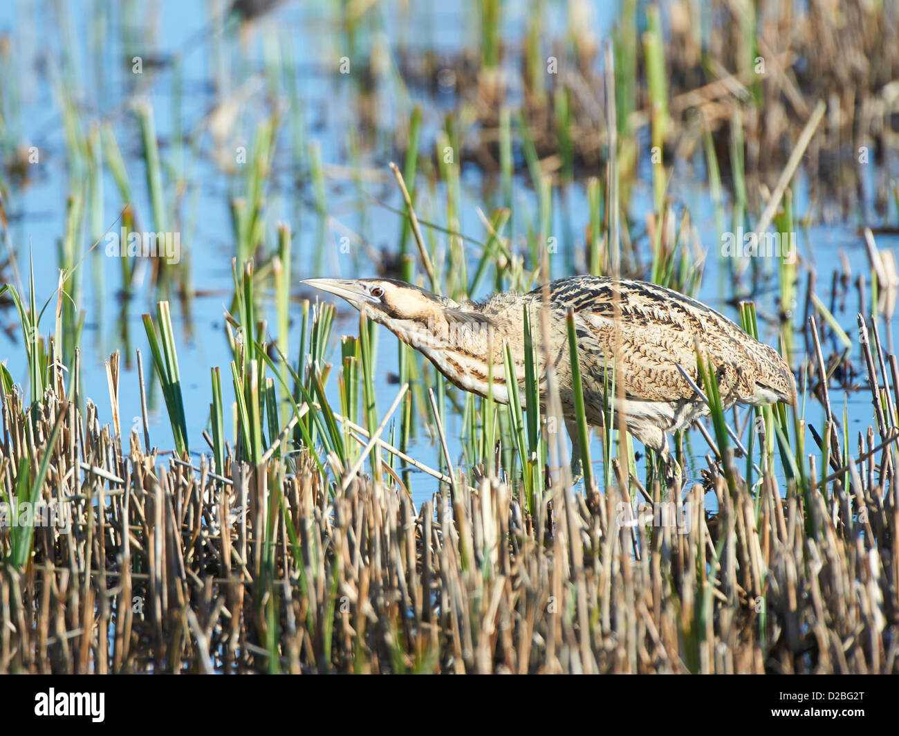 Bittern feeding in reedbed Stock Photo - Alamy