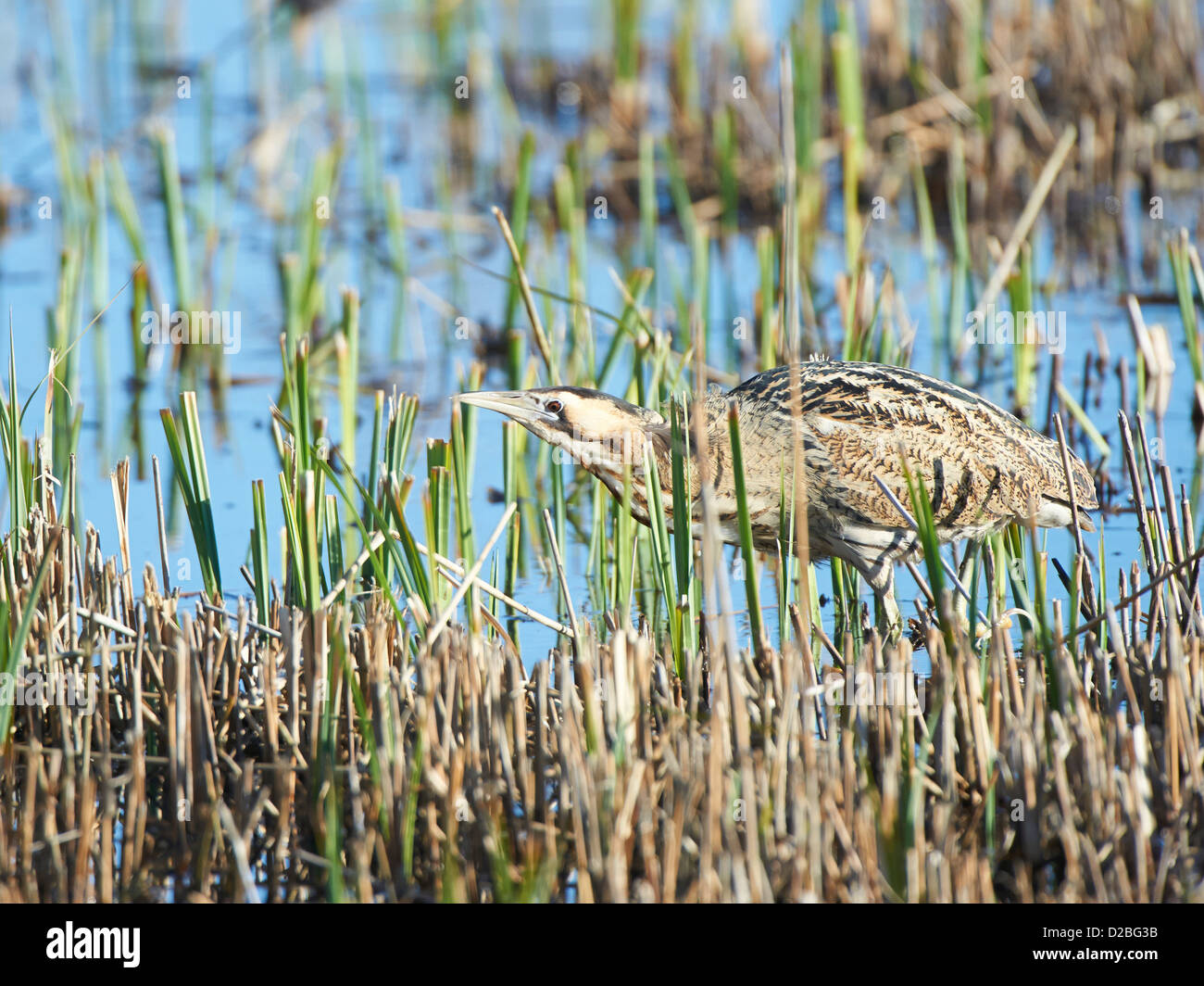 The secretive bittern hi-res stock photography and images - Alamy