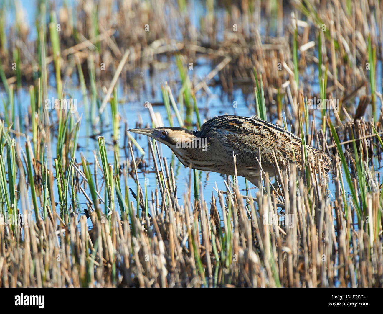 Bittern feeding in reedbed Stock Photo - Alamy