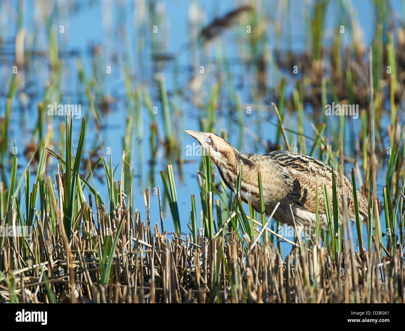 Bittern feeding in reedbed Stock Photo - Alamy