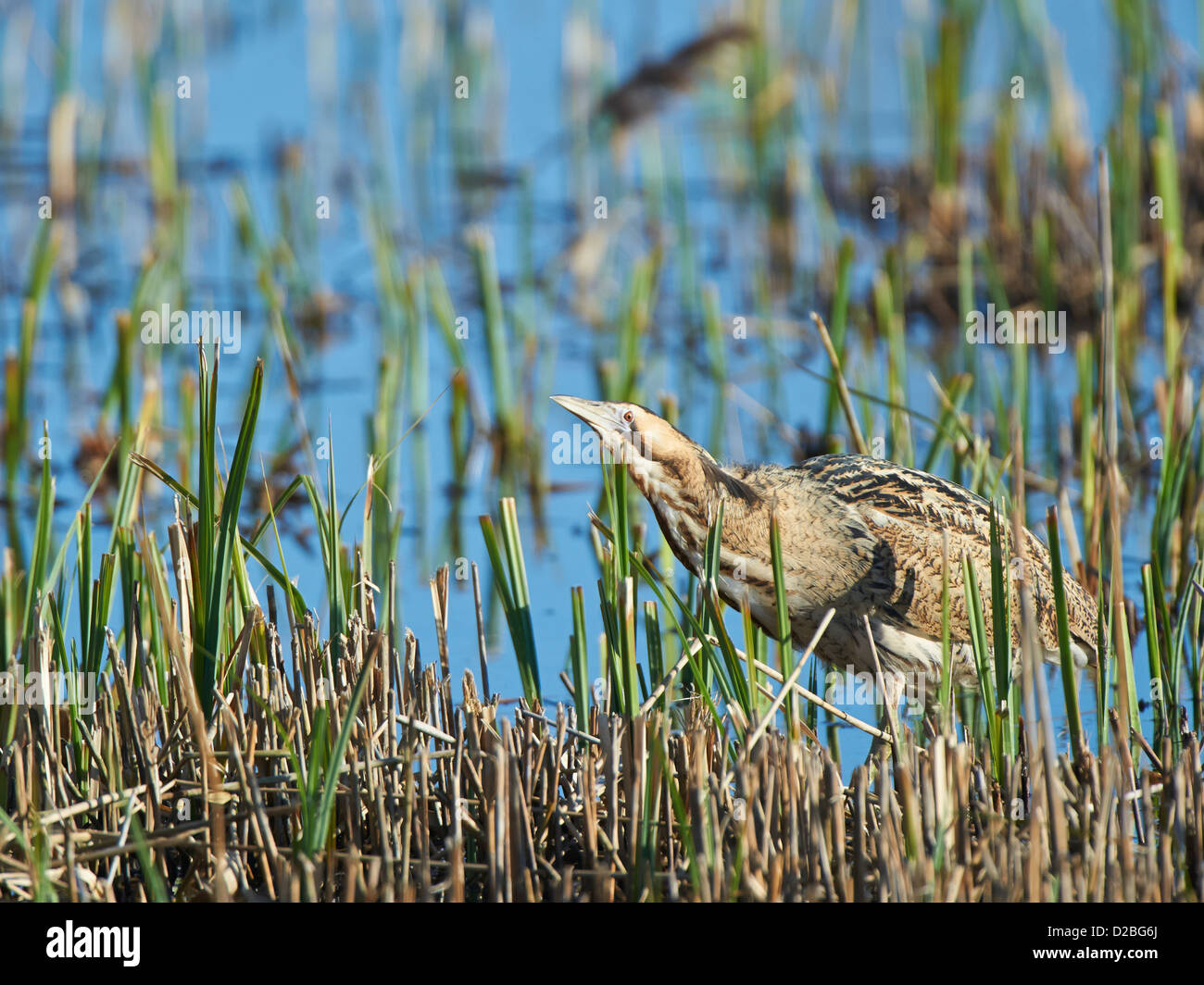 Bittern calling hi-res stock photography and images - Alamy