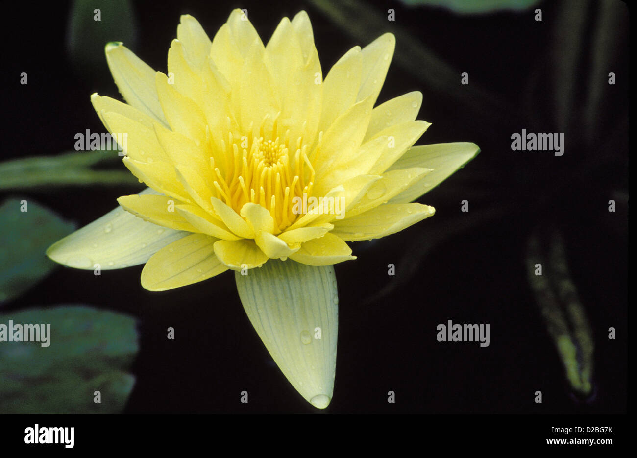 Yellow Water Lily Stock Photo - Alamy