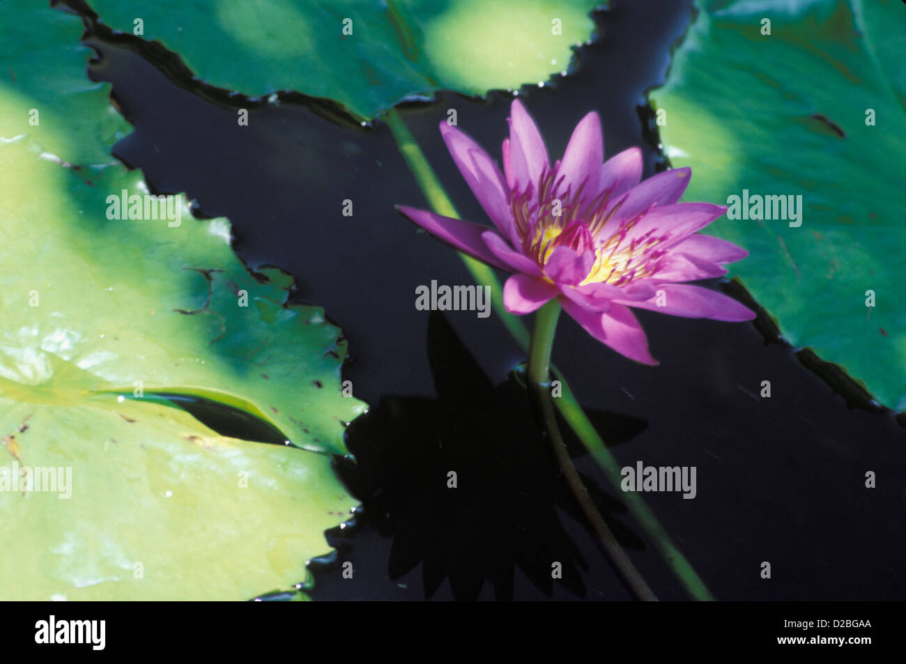 Deep color plants hi-res stock photography and images - Alamy