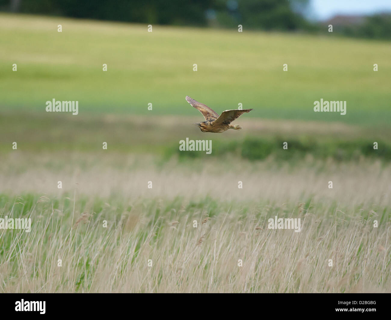 Bittern in flight Stock Photo - Alamy