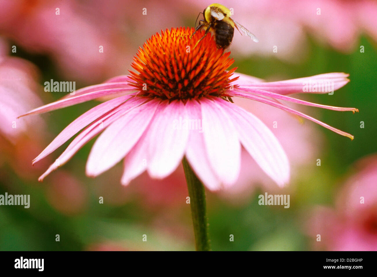 Bee On Cone Flower Stock Photo - Alamy