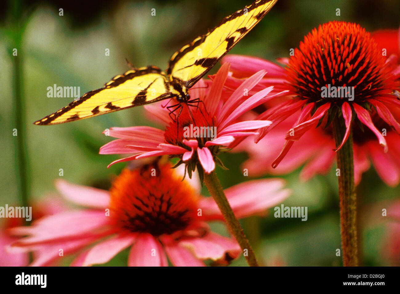 Monarch Butterfly. Cone Flowers Stock Photo - Alamy