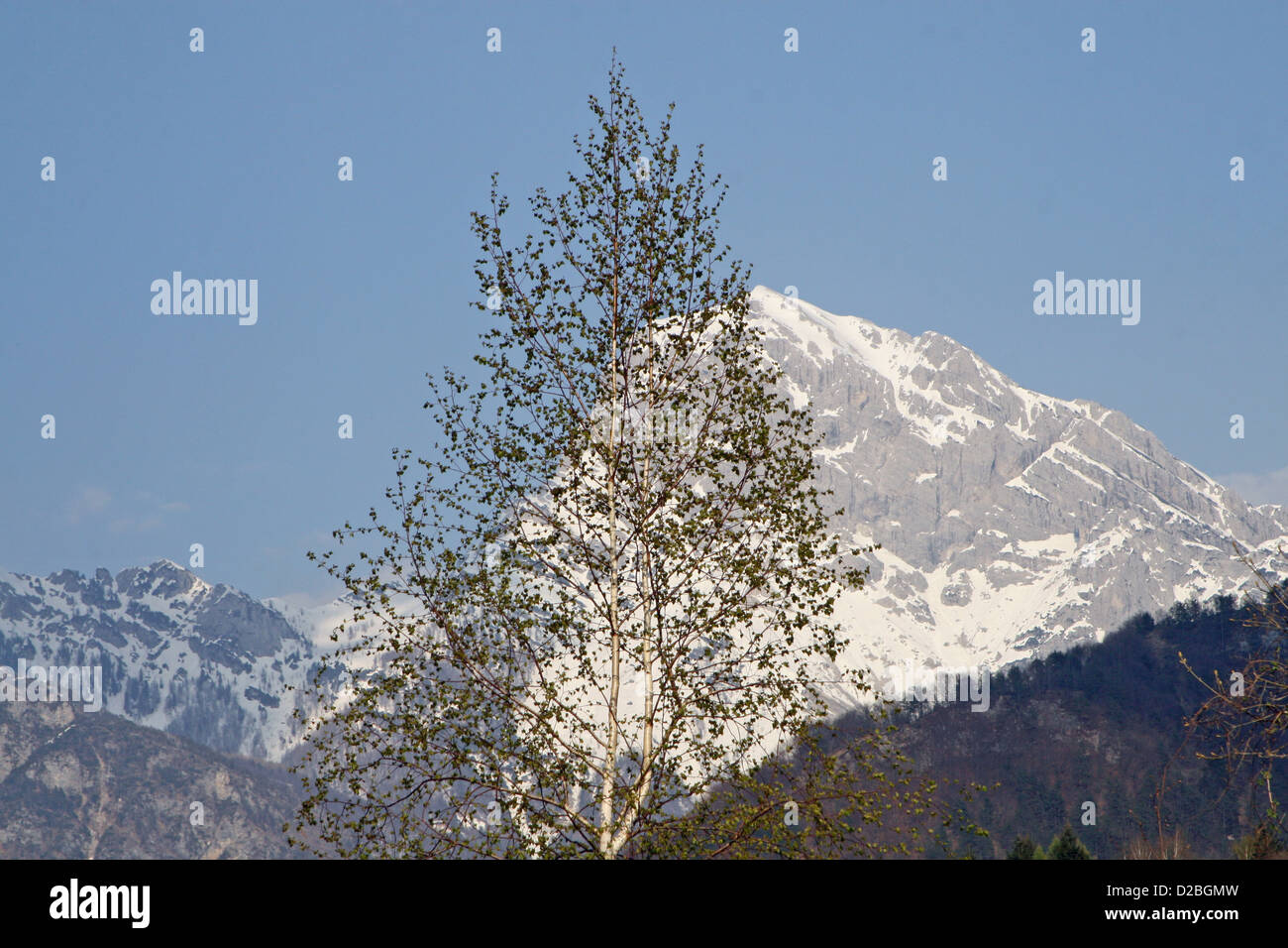 Alps tree hi-res stock photography and images - Alamy