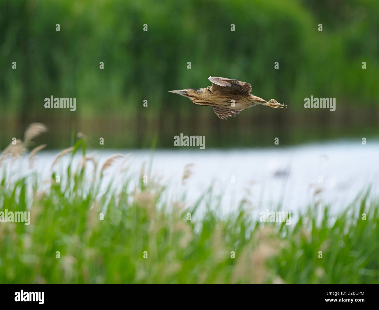Bittern in flight Stock Photo - Alamy