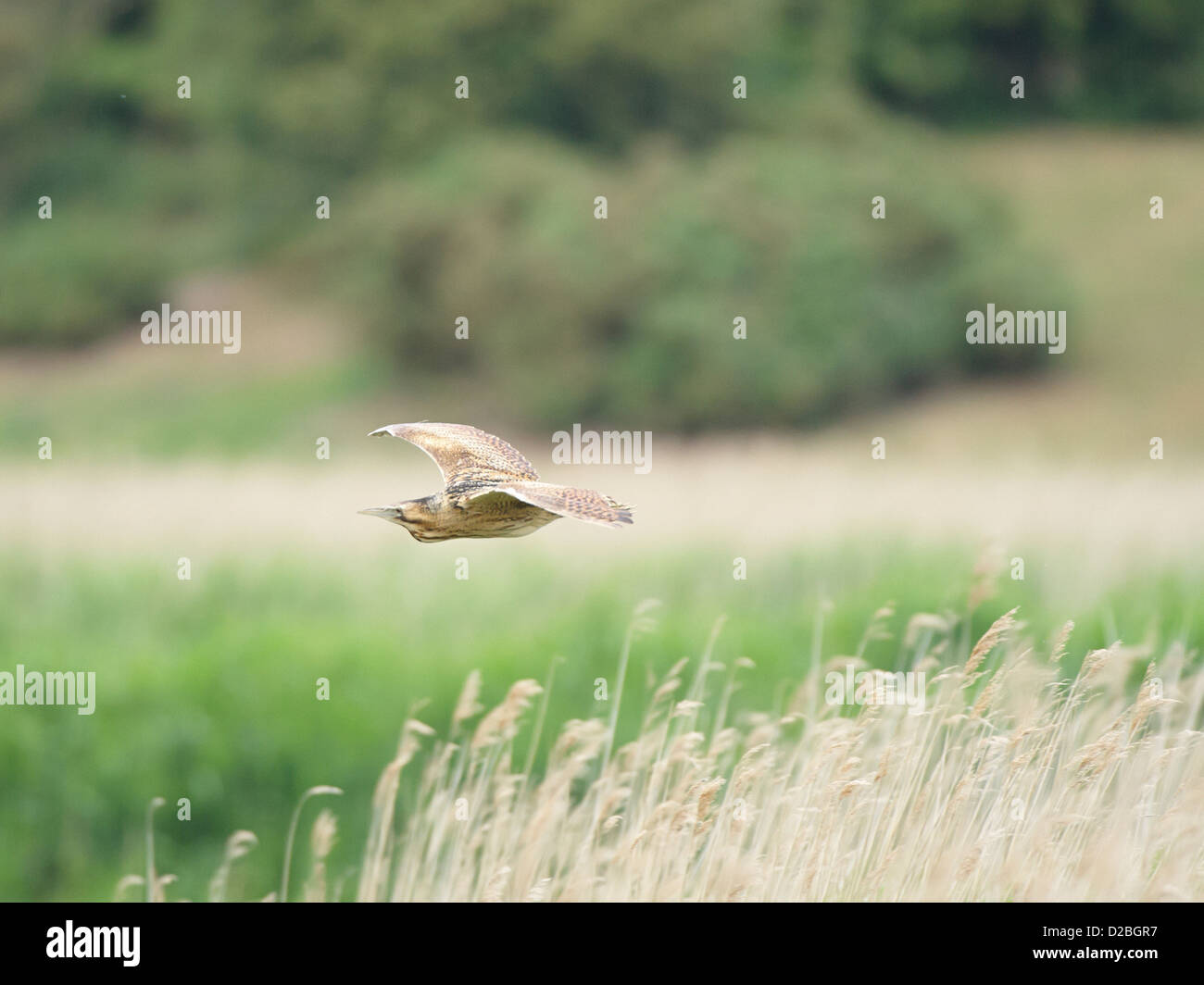 Bittern in flight Stock Photo - Alamy