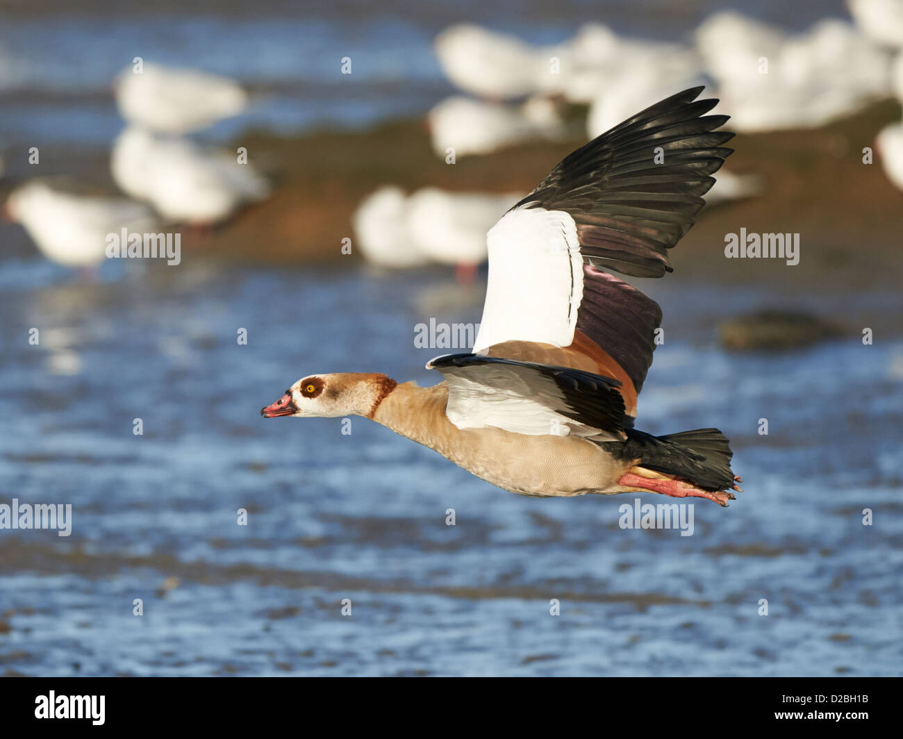 Egyptian Goose in flight Stock Photo - Alamy