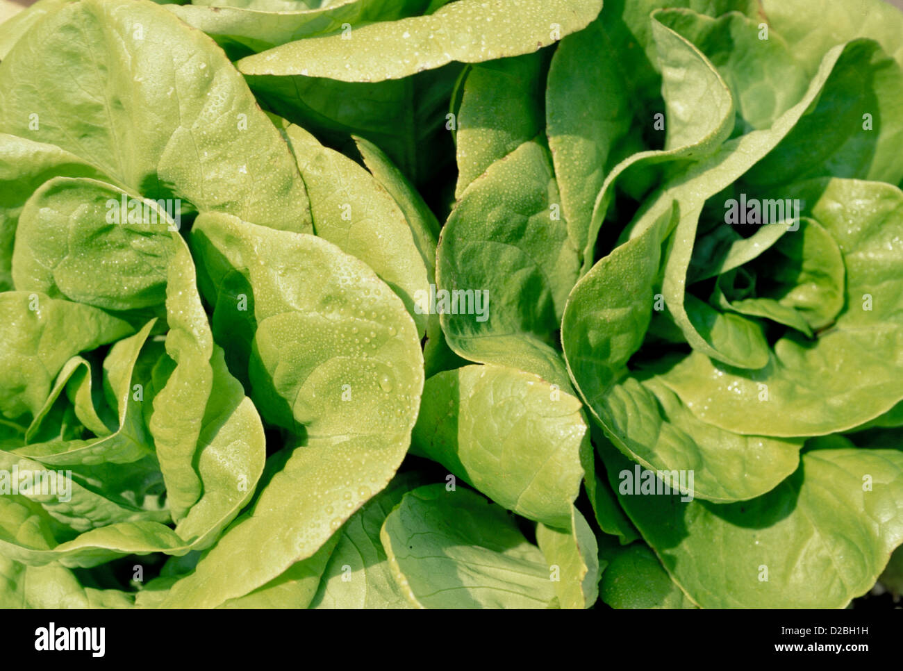 Closeup Of Boston Lettuce Stock Photo - Alamy