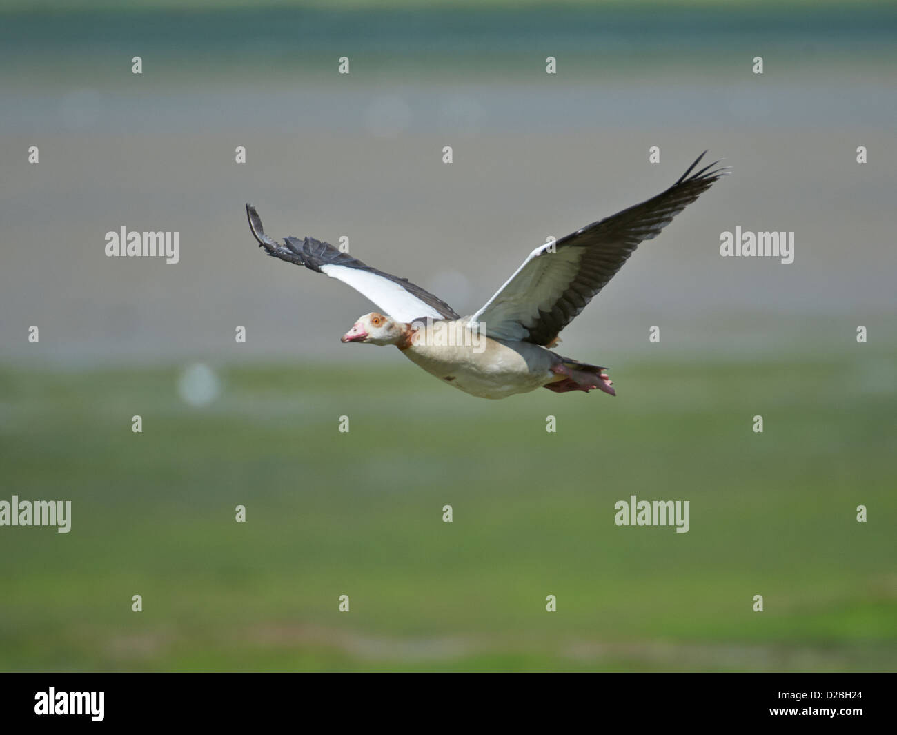 Egyptian Goose in flight Stock Photo - Alamy