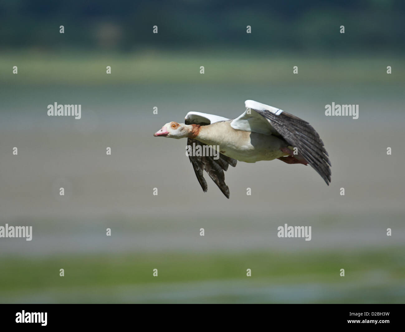 Egyptian Goose in flight Stock Photo - Alamy