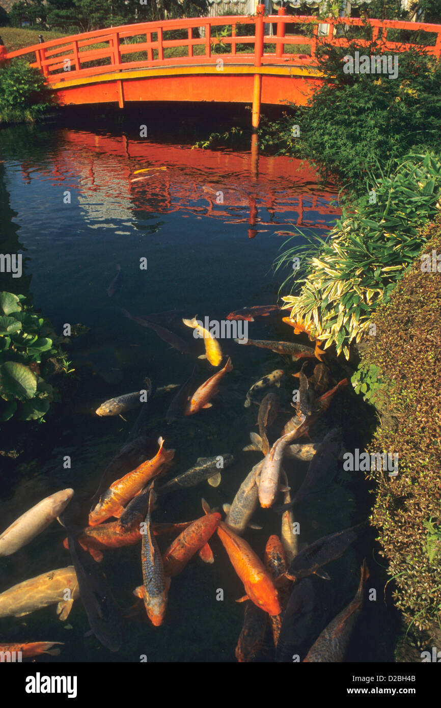 Japan, Tokyo. Koi In Pond Stock Photo - Alamy