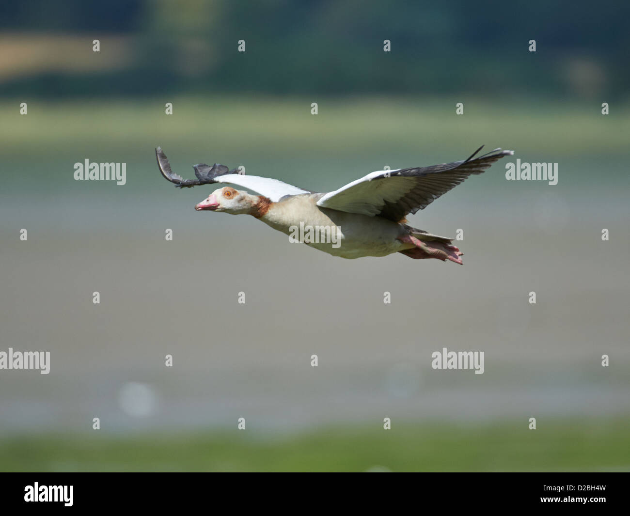 Egyptian Goose in flight Stock Photo - Alamy