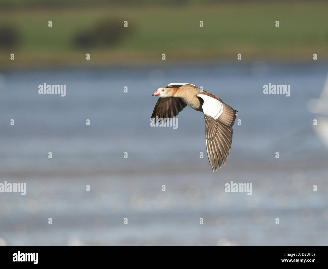 Egyptian Goose in flight Stock Photo - Alamy