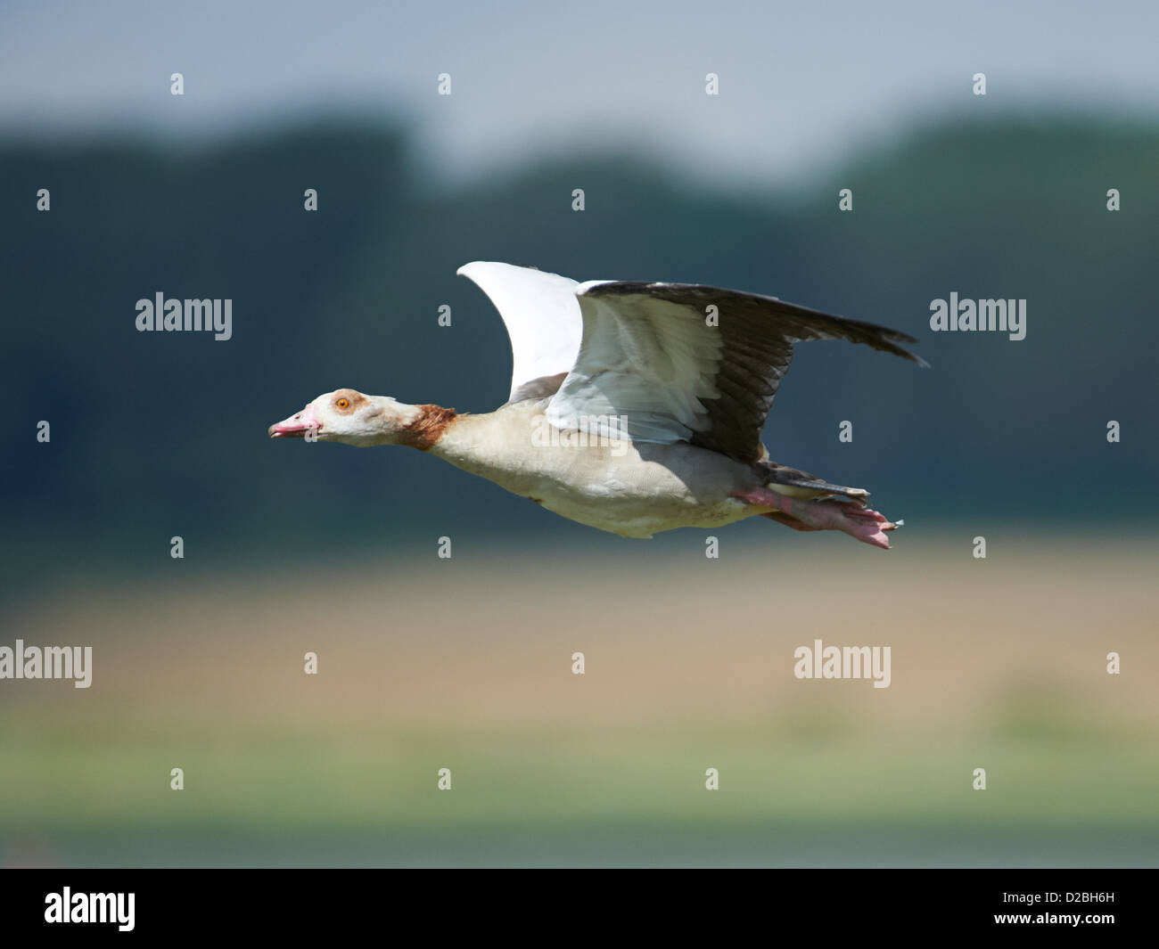 Egyptian Goose in flight Stock Photo - Alamy
