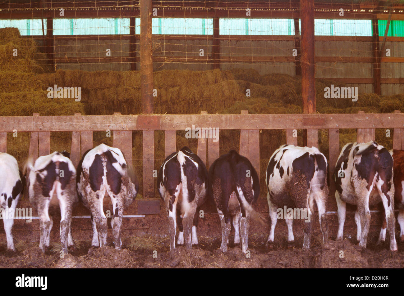 Row Of Holstein Cows, Lined Up At Feeding Trough Stock Photo - Alamy