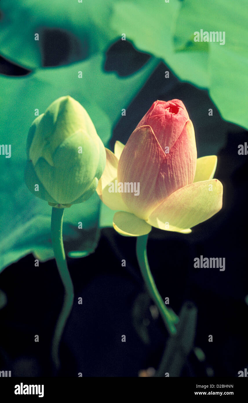 Nelumbium hi-res stock photography and images - Alamy