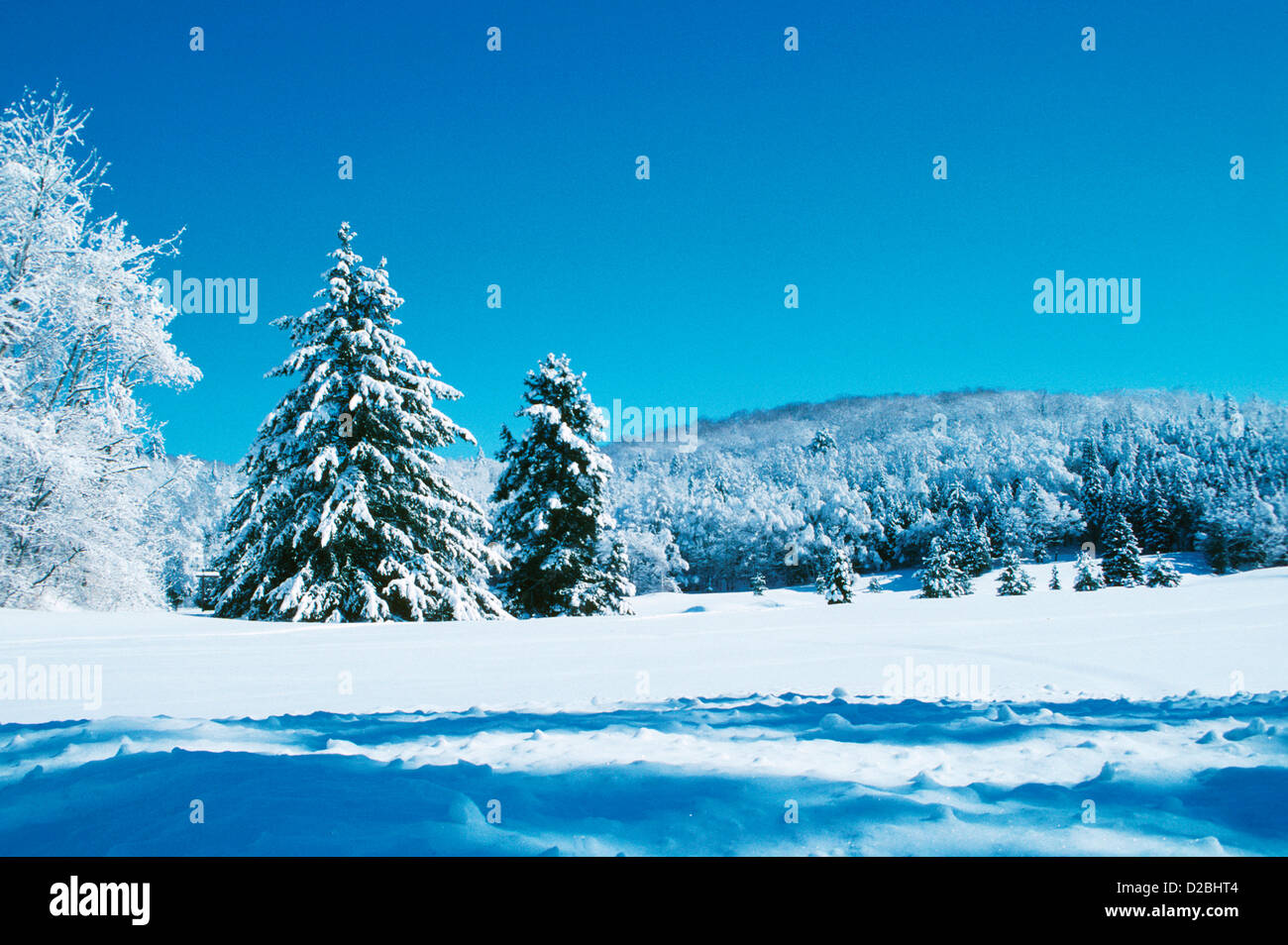 Canada, Quebec, Laurentian Mountains, Snow Covered Pine Trees Stock ...