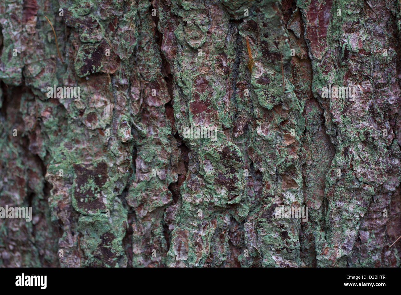 Tre Bark background Stock Photo - Alamy